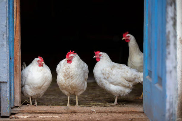 A Comprehensive Guide to Treating Foot Issues in Chickens