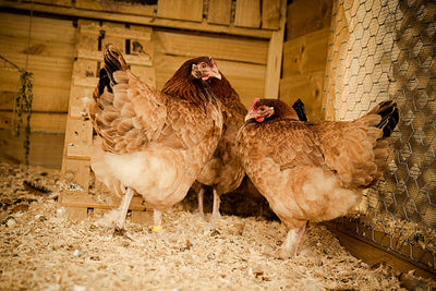 The Deep Litter Method for Backyard Chicken Coops: Everything You Need