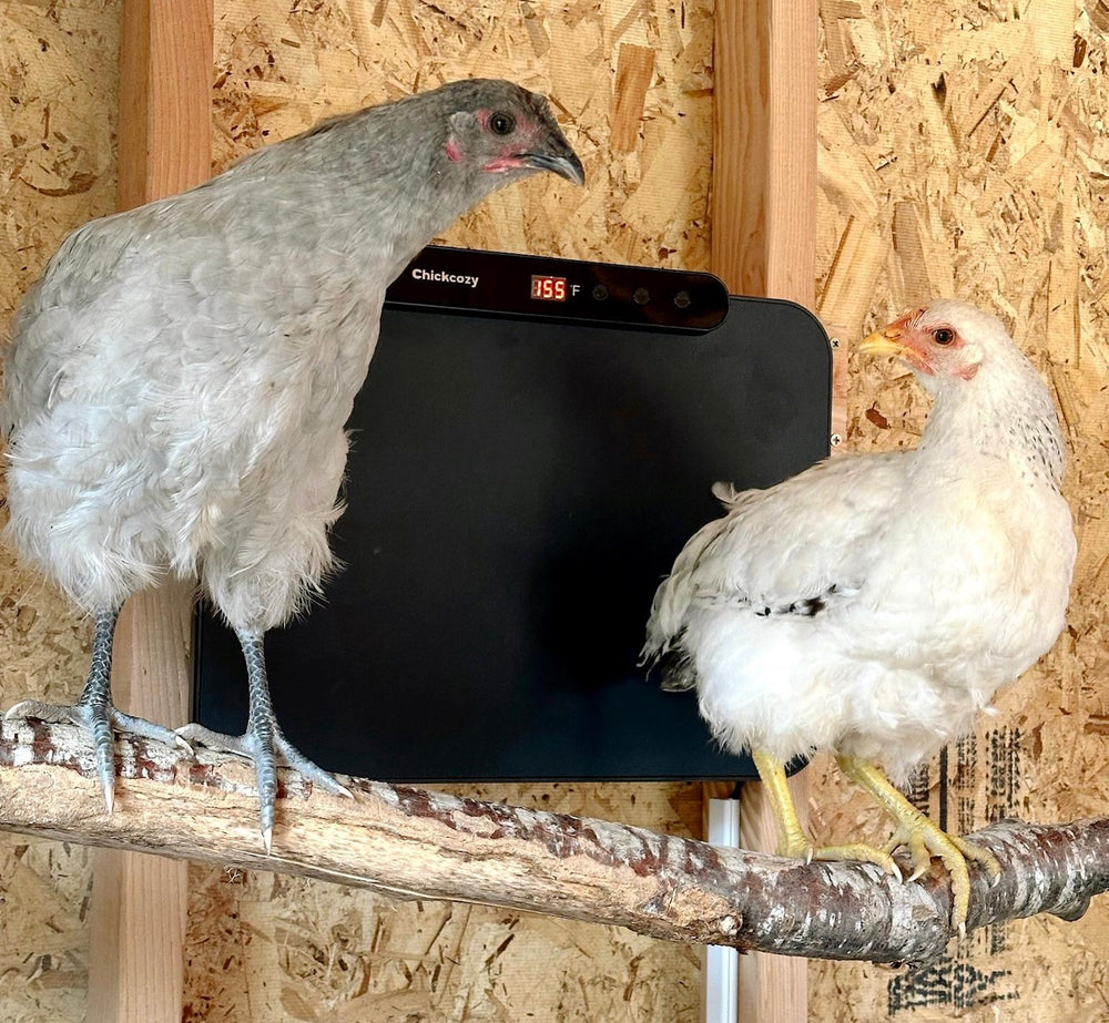 Do Chickens Need Heat in Cold Winter? What is the Best way to keep ...