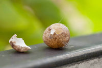 10 Common Egg Shell Quality Issues and Practical Solutions