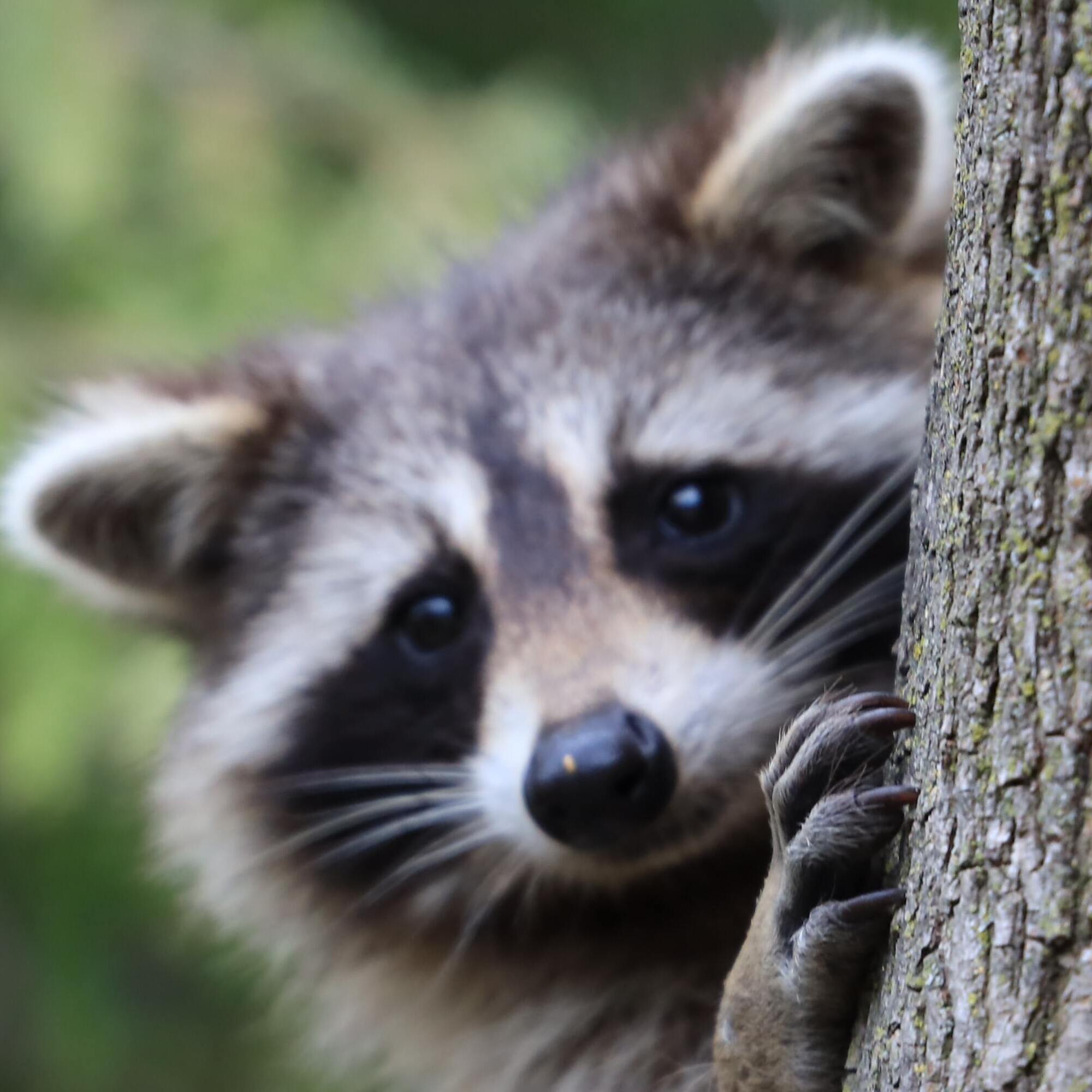 Several main chicken predators you must know！