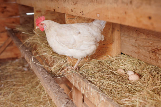 The Best Bedding to Use in Your Chicken Coop:Straw vs.pine shavings vs ...