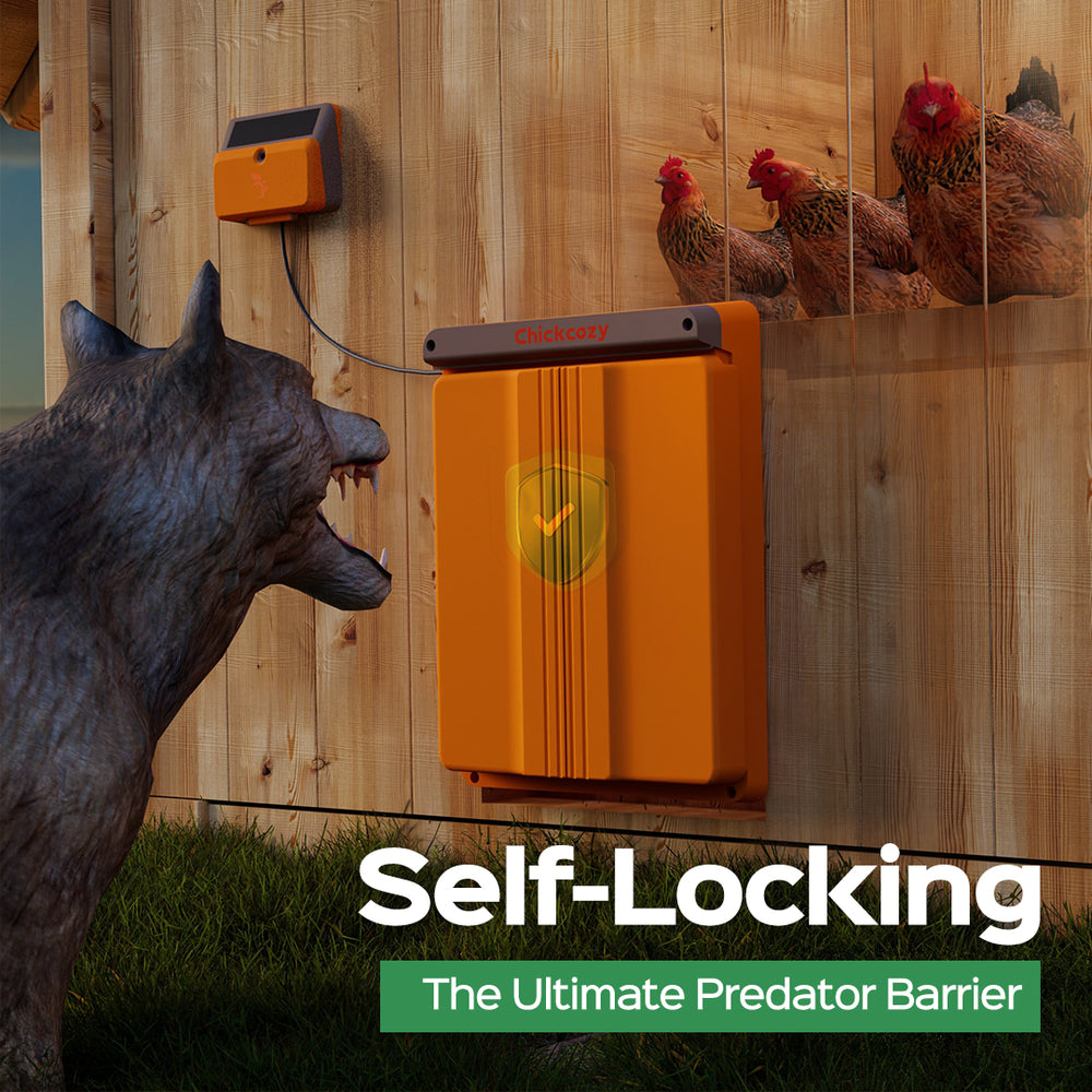 Chickcozy Solar Automatic Chicken Coop Door | Predator Proof