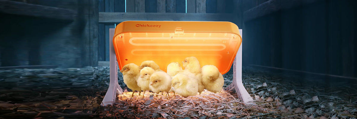 Brooder Heating Plate