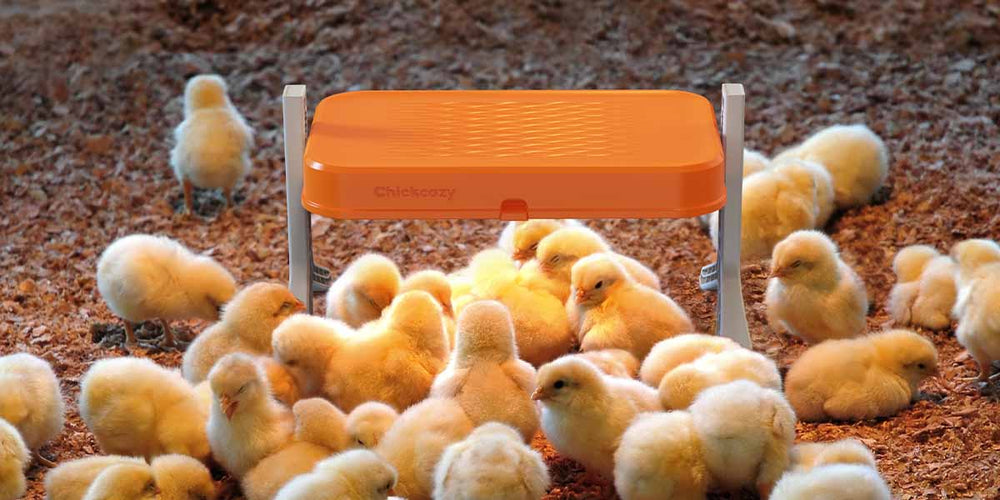 Brooder Heating Plate